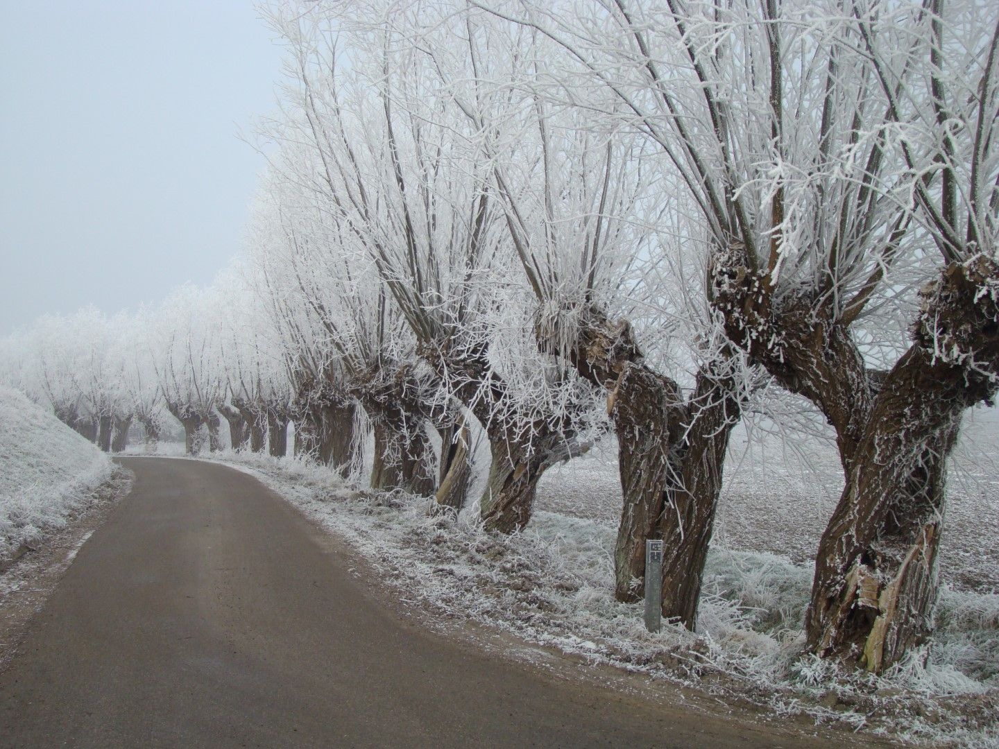 Wilgen in Zeeland - Zeeuwse Ankers