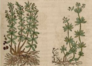 Meekrap en meestoven - Zeeuwse Ankers