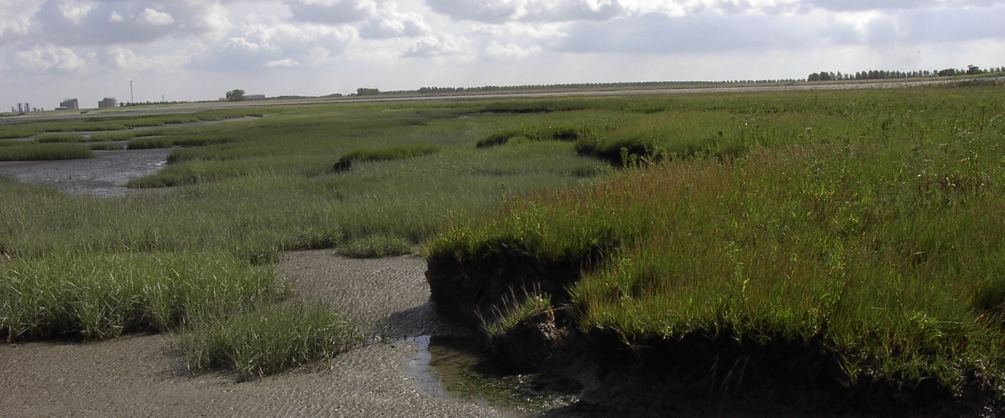 Schorren, oernatuur? - Zeeuwse Ankers